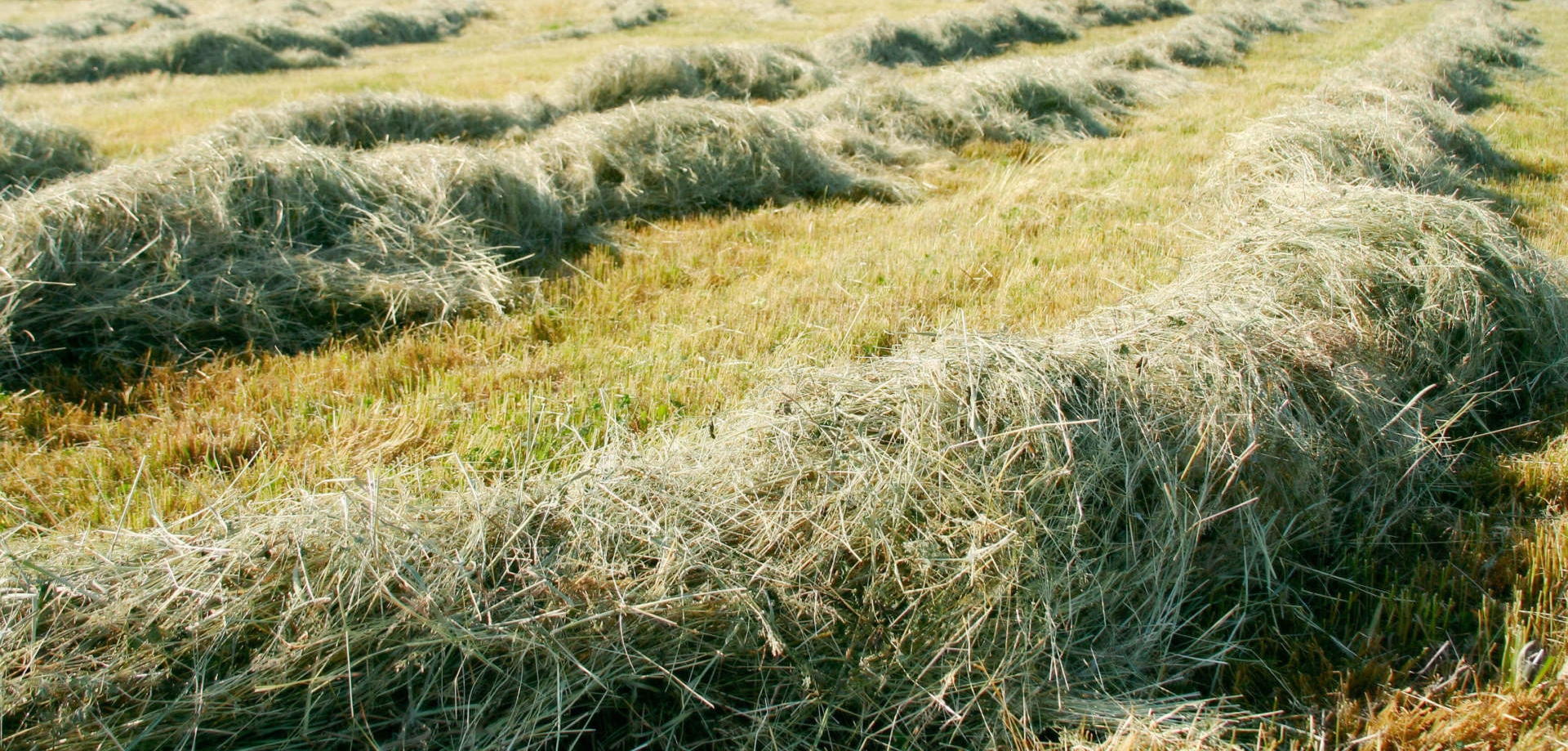 Glebe Farm Hay – Quality Boxed Meadow Hay